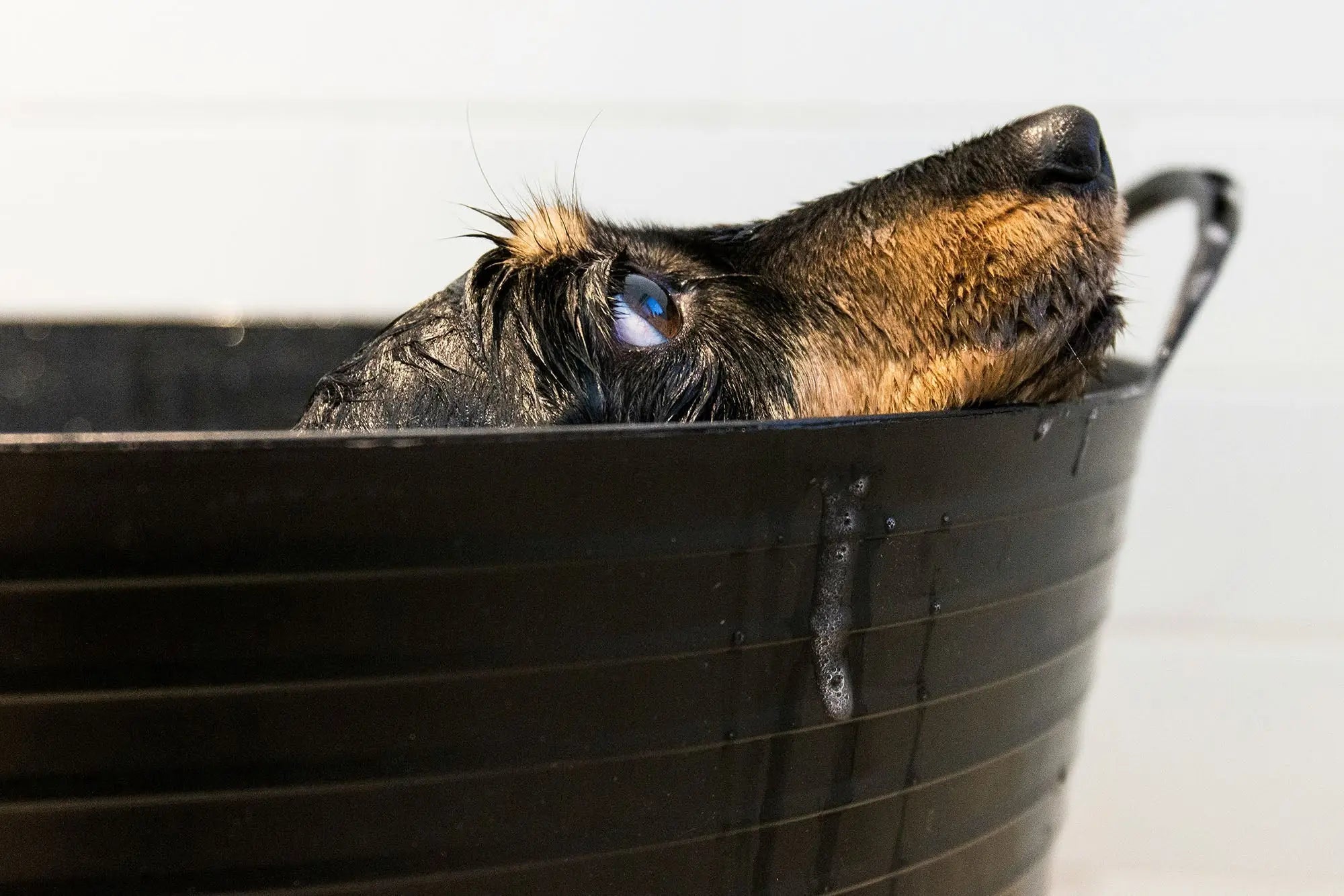 Nocat Studio Hundepflege – Hochwertige Pflegeprodukte für deinen Hund ...